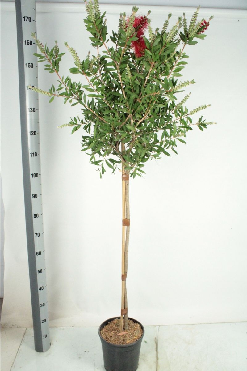 Callistemon citrinus 'Splendens' — Plant Wholesale FlorAccess