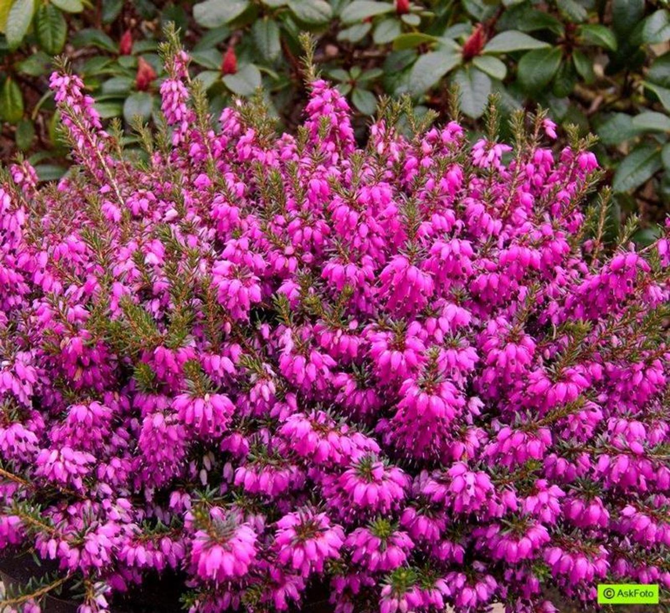 Erica carnea 'Winterfreude' — Plant Wholesale FlorAccess