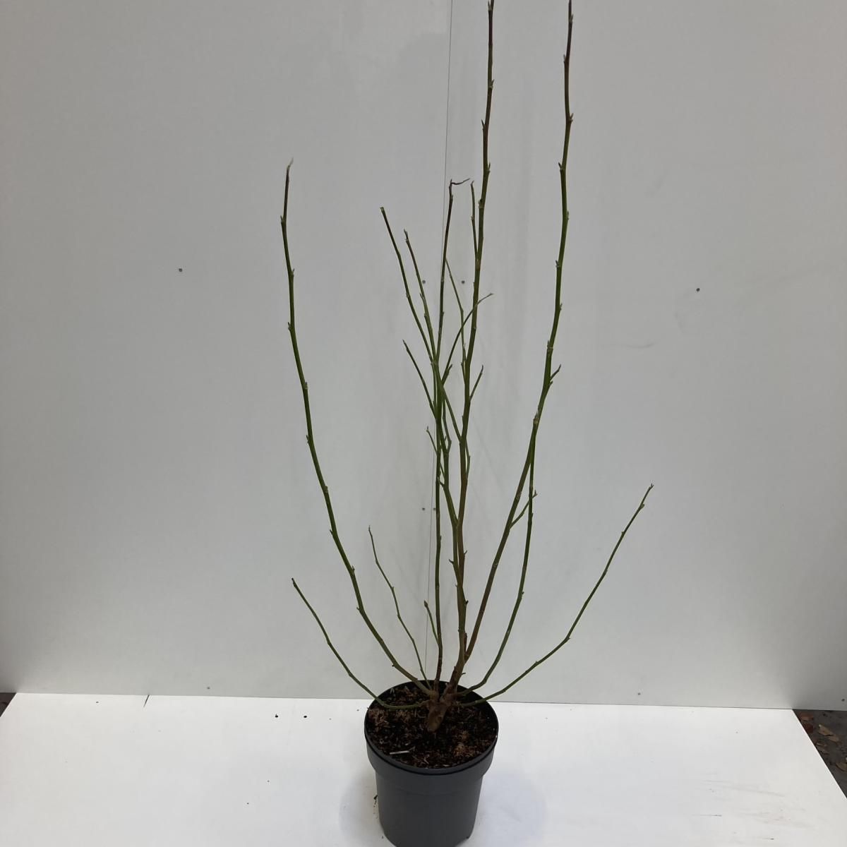 Magnolia 'Heaven Scent' — Plant Wholesale FlorAccess