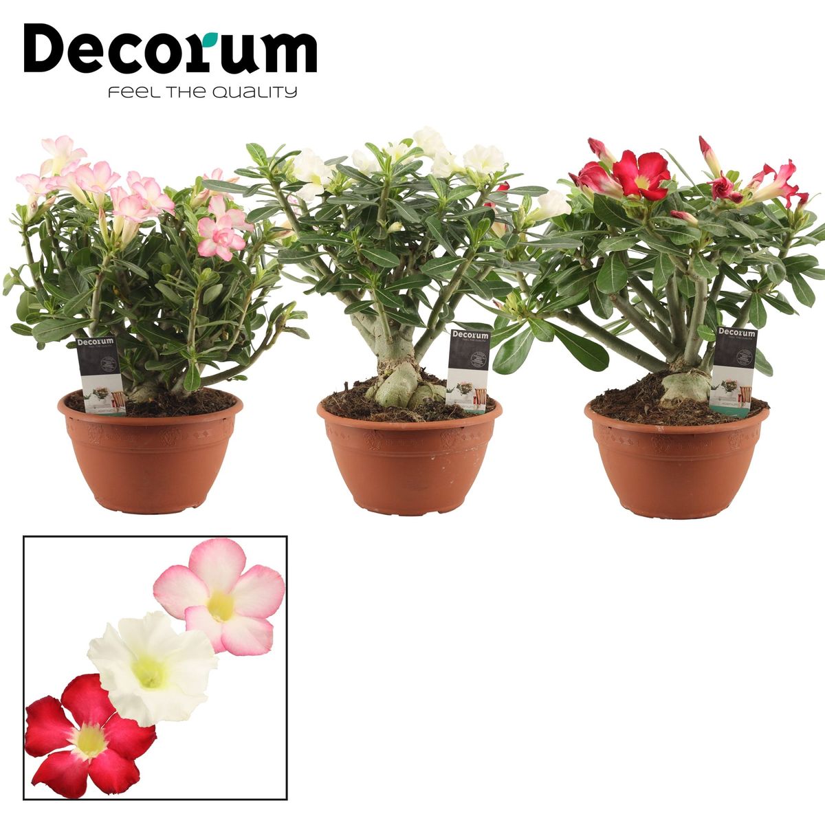 Adenium obesum MIX — Plant Wholesale FlorAccess
