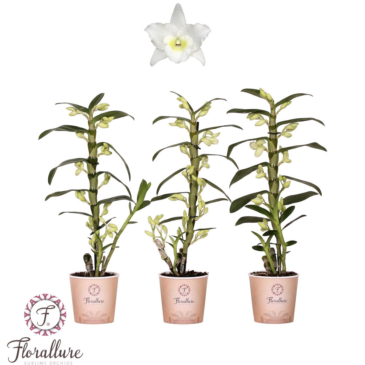 Dendrobium nobile SPRING DREAM STAR CLASS APOLLON — Plant Wholesale ...