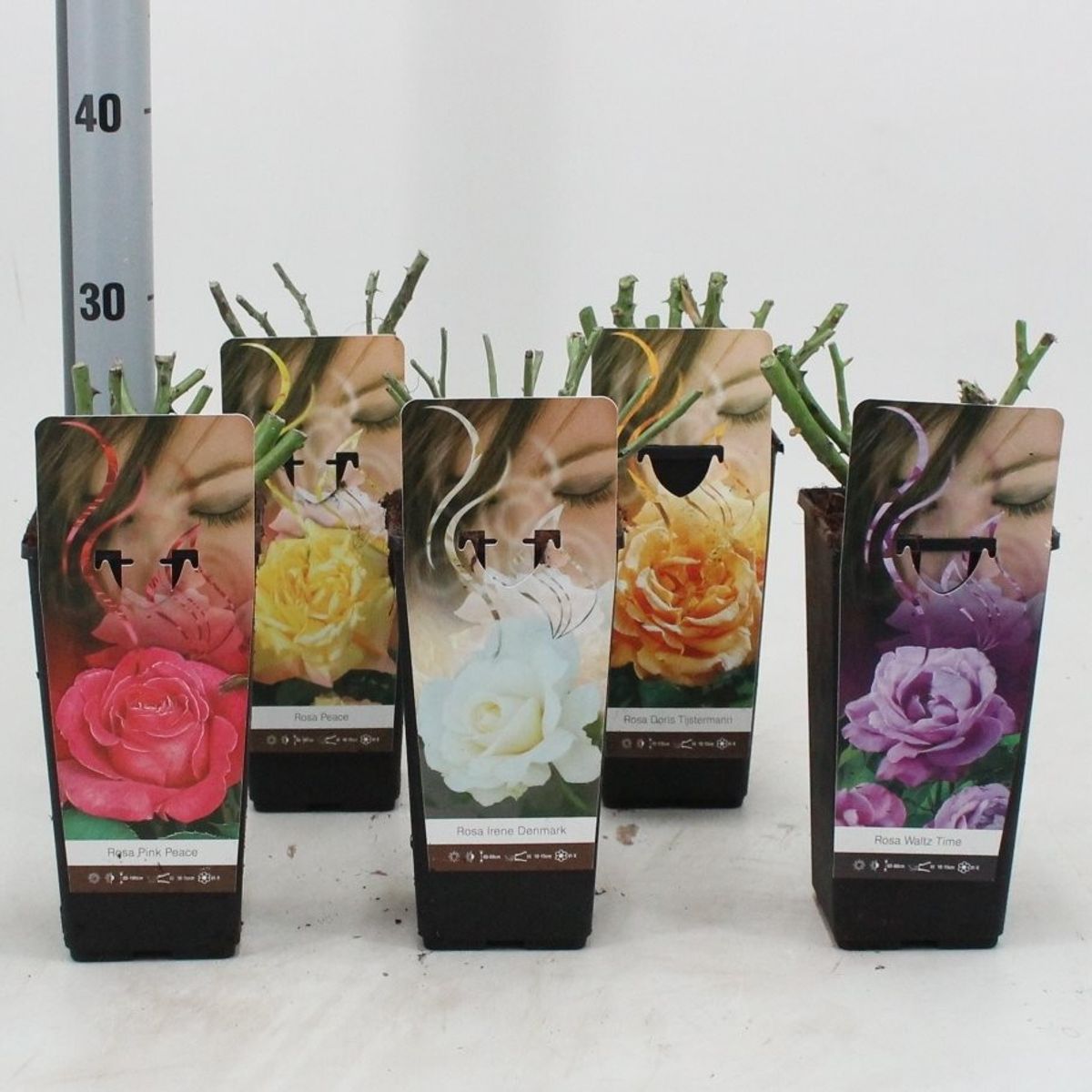 Rosa MIX — Plant Wholesale FlorAccess