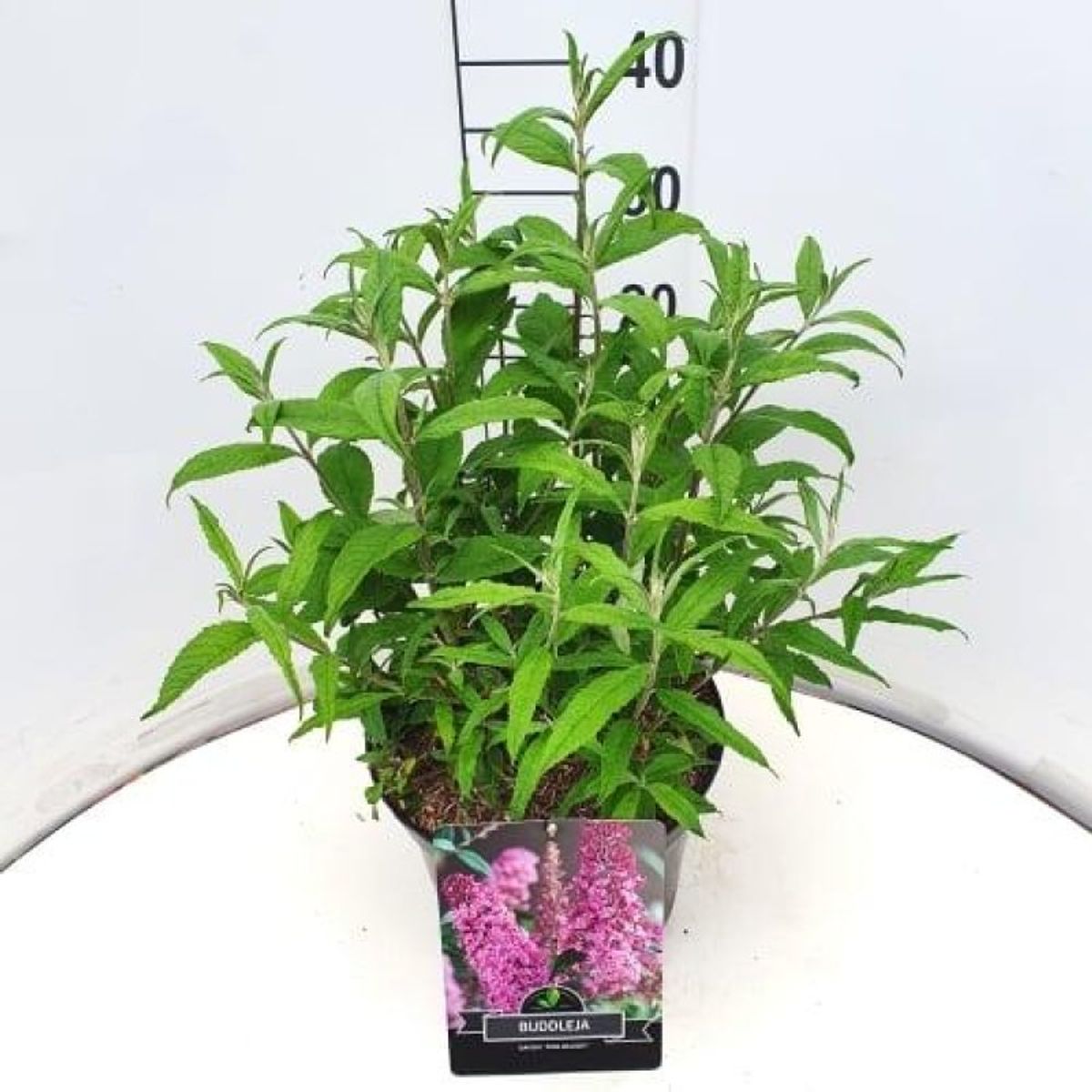 Buddleja davidii 'Pink Delight' — Plant Wholesale FlorAccess