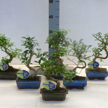 Bonsai MIX — Plant Wholesale FlorAccess