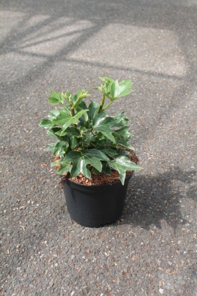 x Fatshedera lizei 'Variegata' — Plant Wholesale FlorAccess