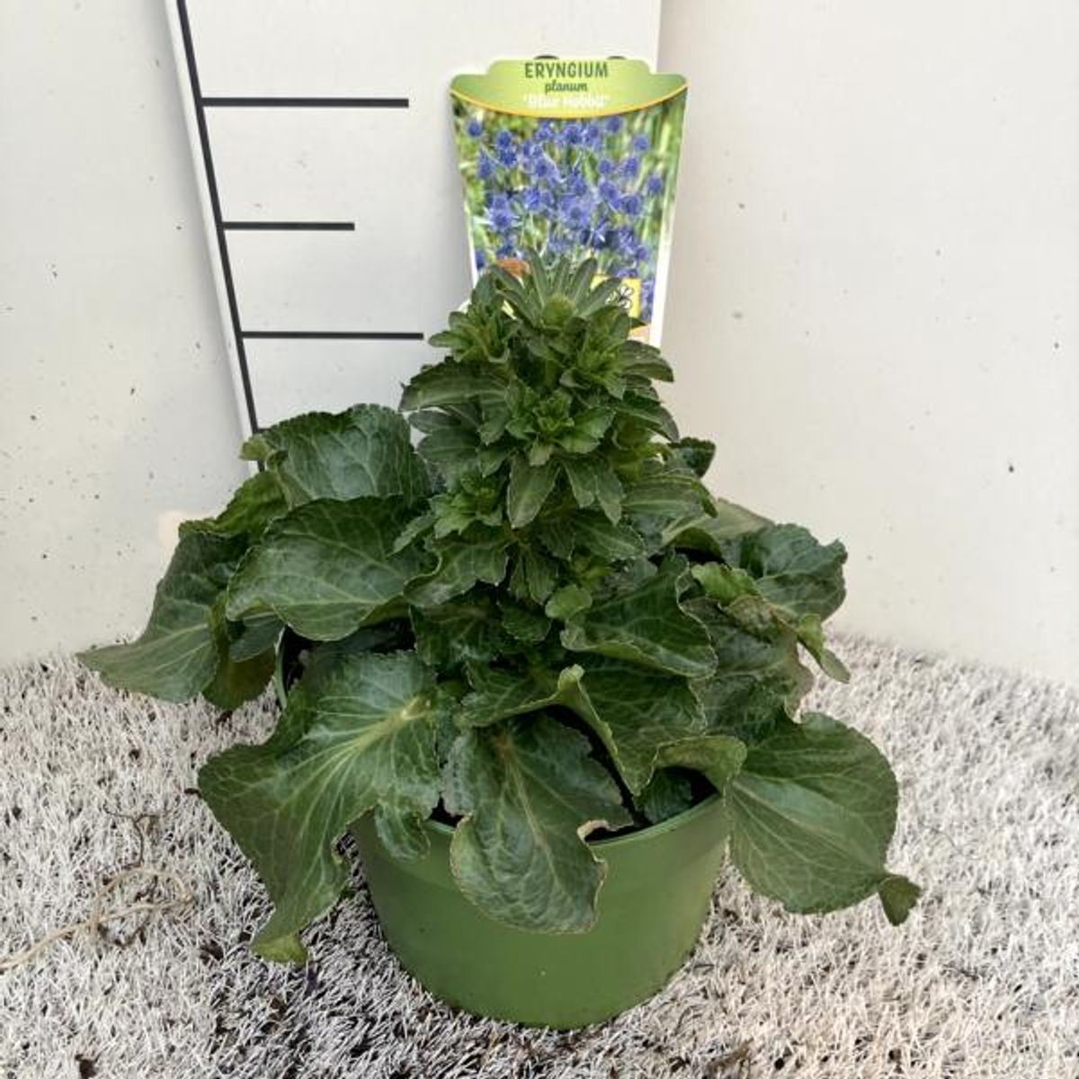 Eryngium planum 'Blue Hobbit' — Plant Wholesale FlorAccess