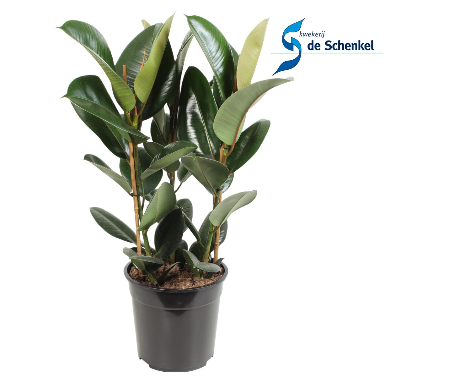 Ficus elastica 'Robusta' — Plant Wholesale FlorAccess