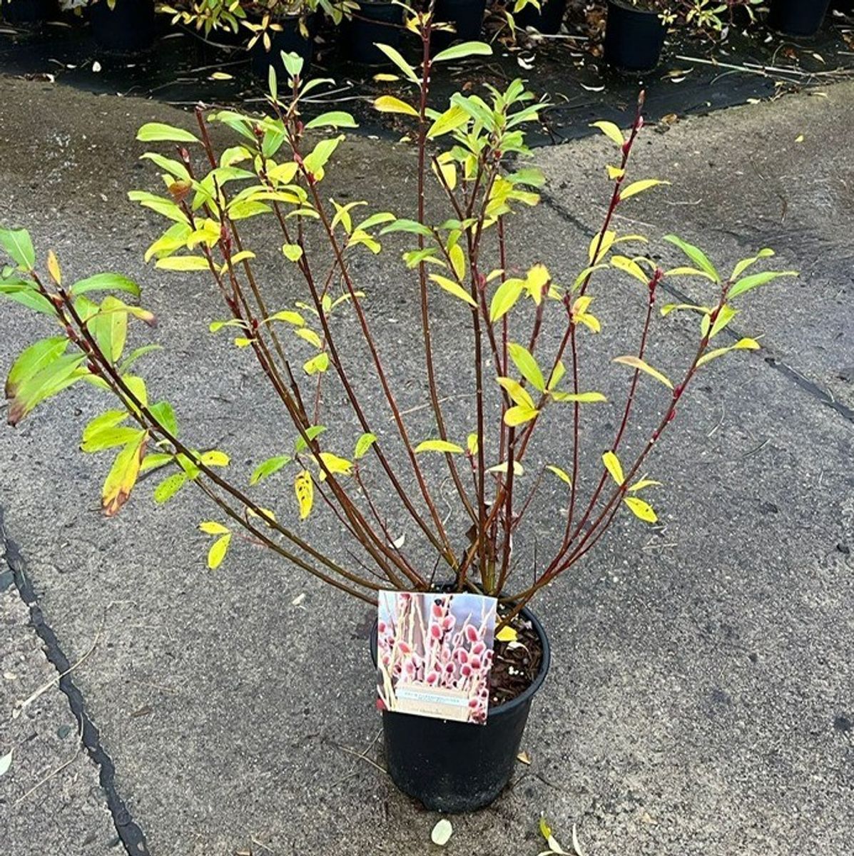 Salix gracilistyla 'Mt. Aso' — Plant Wholesale FlorAccess