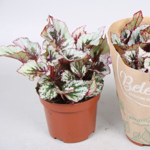 Begonia BELEAF MIX — Plant Wholesale FlorAccess