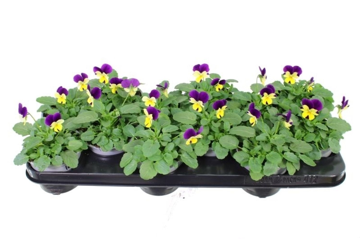 Viola EVO MINI LEMON PURPLE JUMP UP — Plant Wholesale FlorAccess