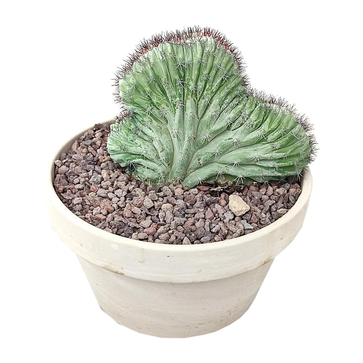 Polaskia chichipe cristata — Plant Wholesale FlorAccess