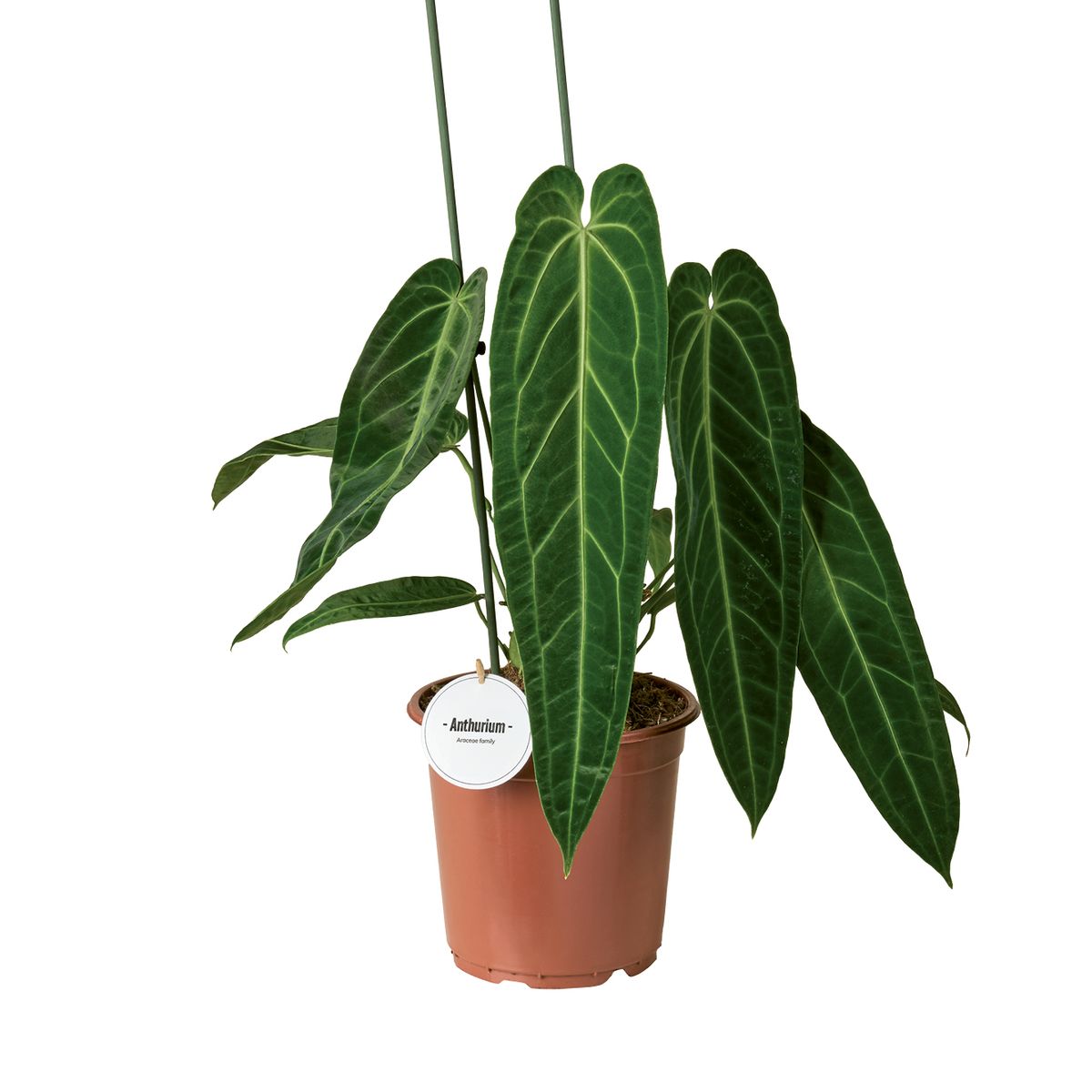 Anthurium warocqueanum — Plant Wholesale FlorAccess