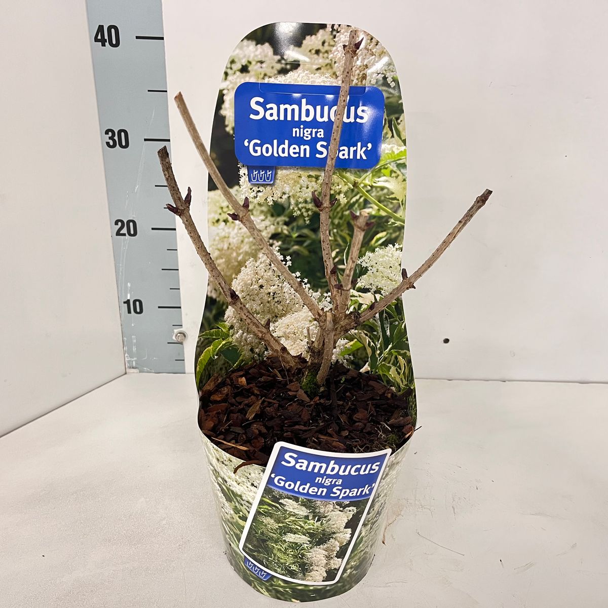 Sambucus nigra 'Golden Spark' — Plant Wholesale FlorAccess