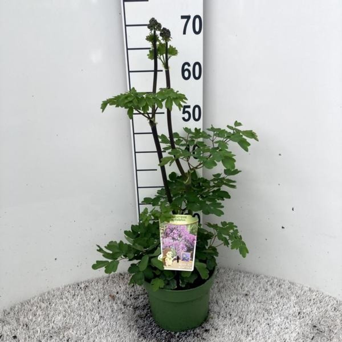 Thalictrum 'Black Stockings' — Plant Wholesale FlorAccess
