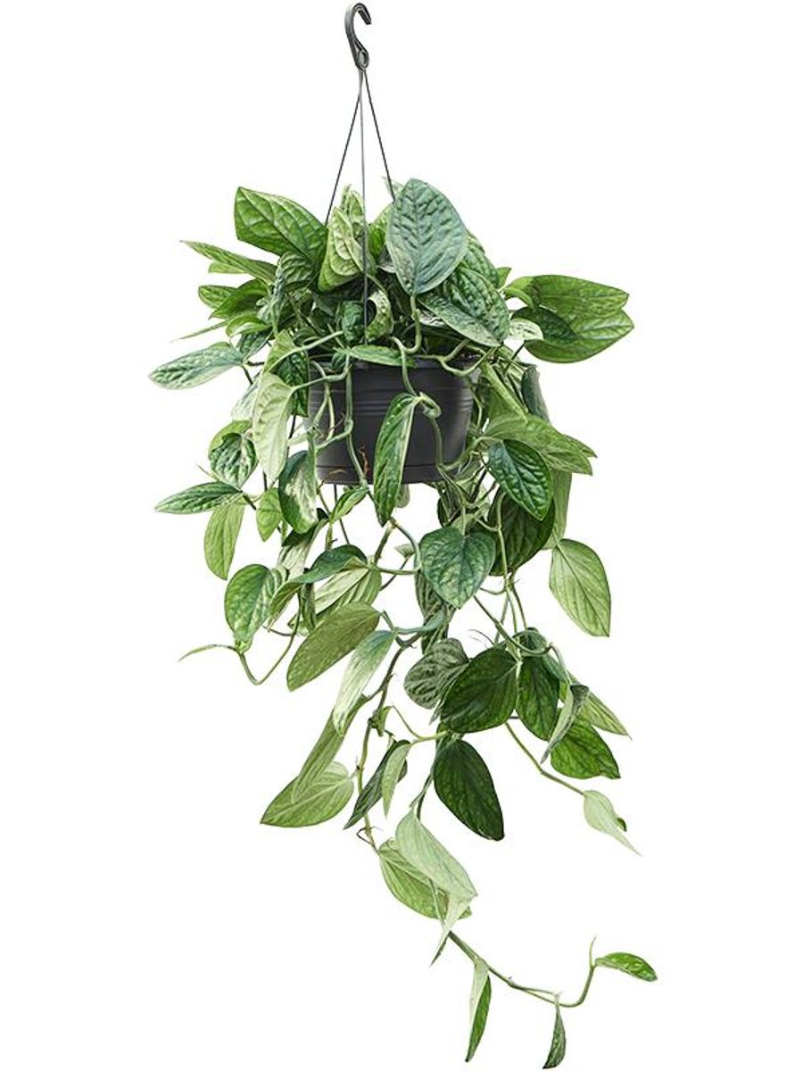 Monstera karstenianum 'Peru' — Plant Wholesale FlorAccess