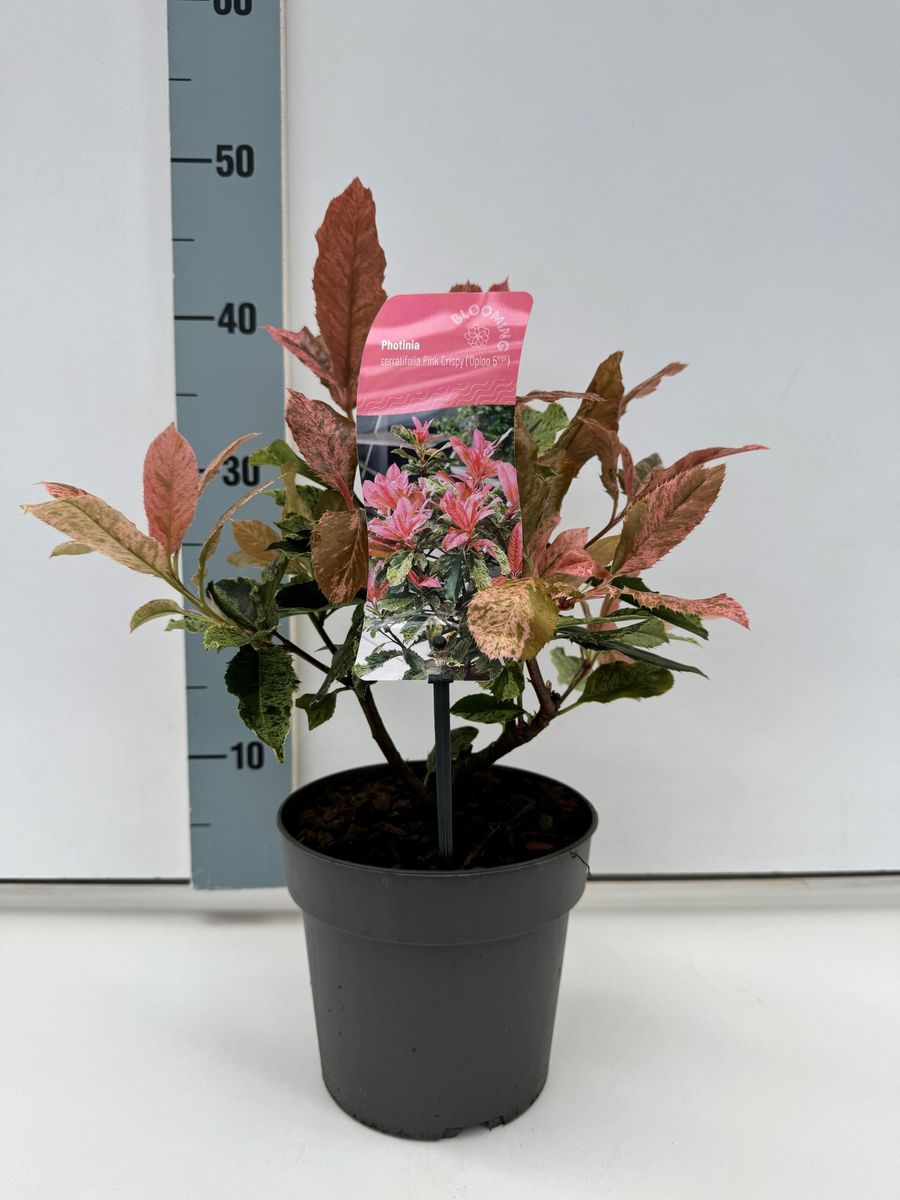 Photinia serratifolia PINK CRISPY — Plant Wholesale FlorAccess