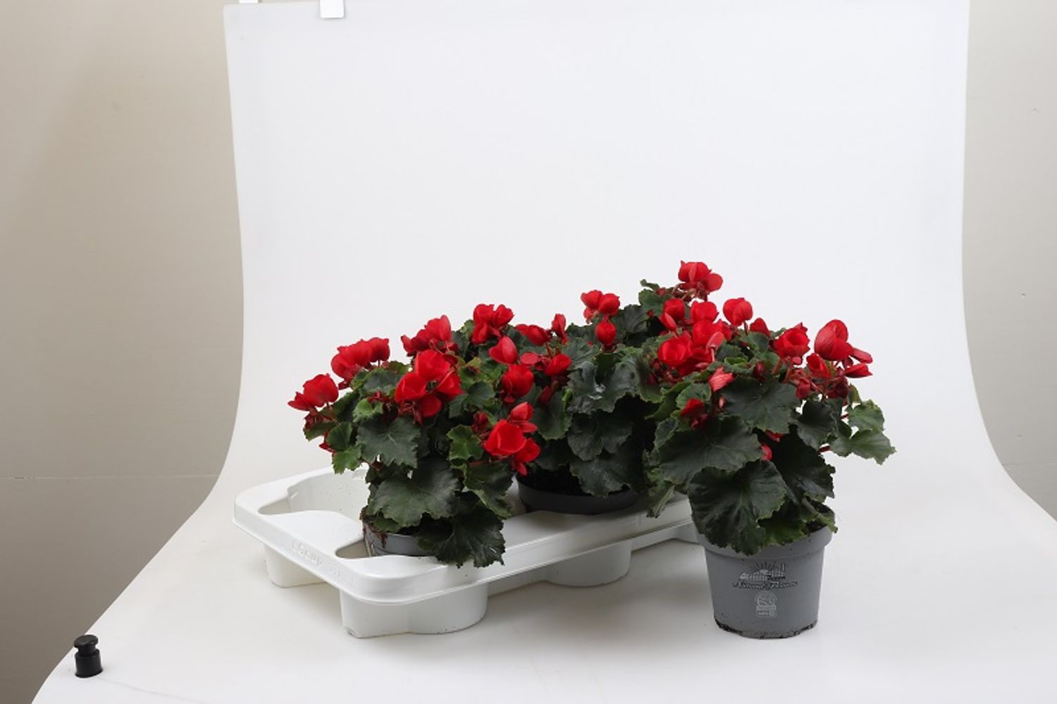 Begonia BETULIA RED — Plant Wholesale FlorAccess