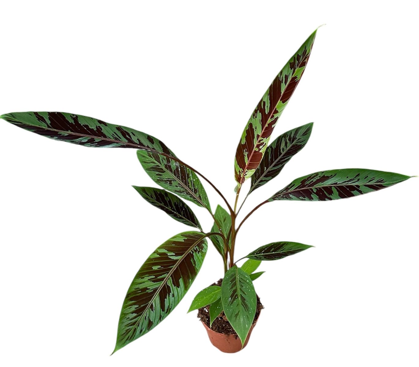 Musa acuminata zebrina — Plant Wholesale FlorAccess