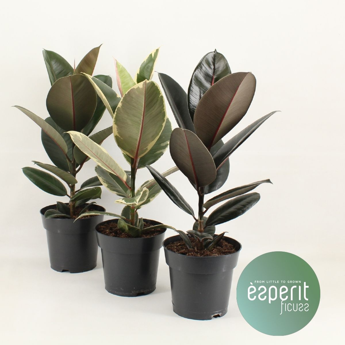 Ficus elastica MIX — Plant Wholesale FlorAccess