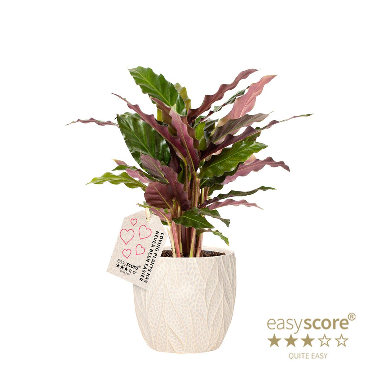 Calathea rufibarba — Plant Wholesale FlorAccess