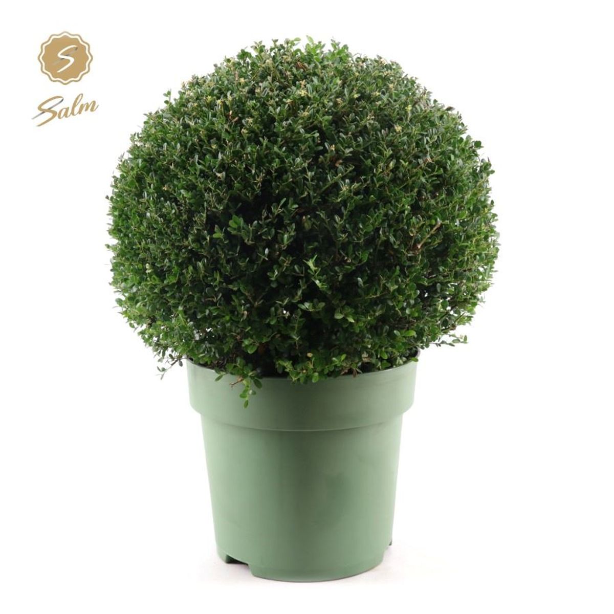 Ilex crenata — Plant Wholesale FlorAccess