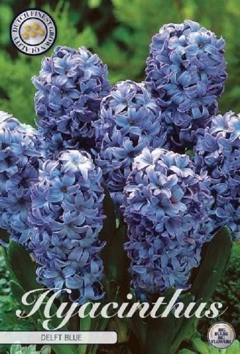 Hyacinthus orientalis 'Delft Blue' — Plant Wholesale FlorAccess