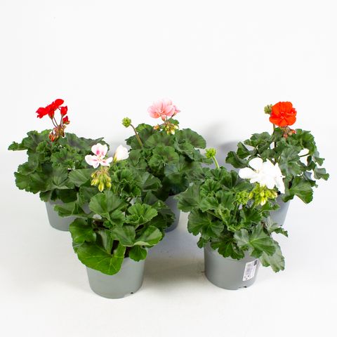 Pelargonium ZONALE MIX — Plant Wholesale FlorAccess