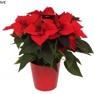 Euphorbia pulcherrima CHRISTMAS EVE — Plant Wholesale FlorAccess