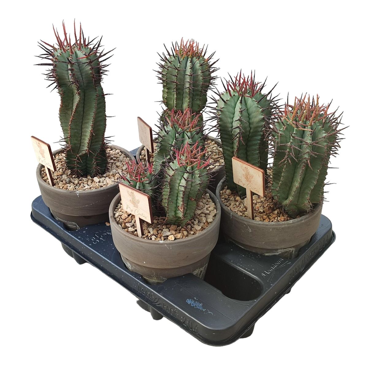 Euphorbia polygona — Plant Wholesale FlorAccess