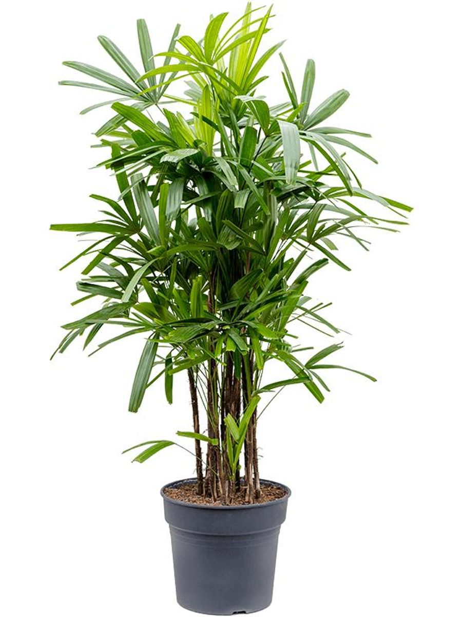 Rhapis excelsa — Plant Wholesale FlorAccess