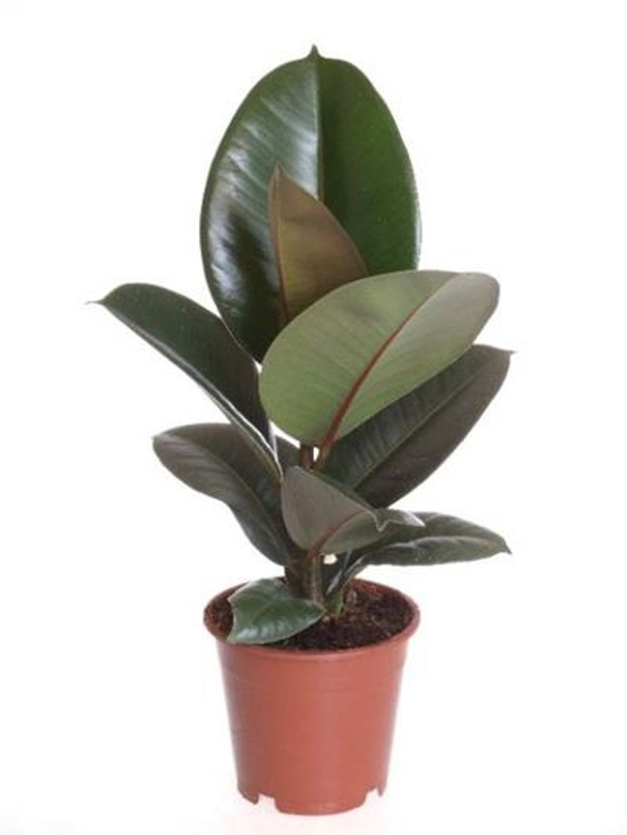 Ficus elastica 'Robusta' — Plant Wholesale FlorAccess