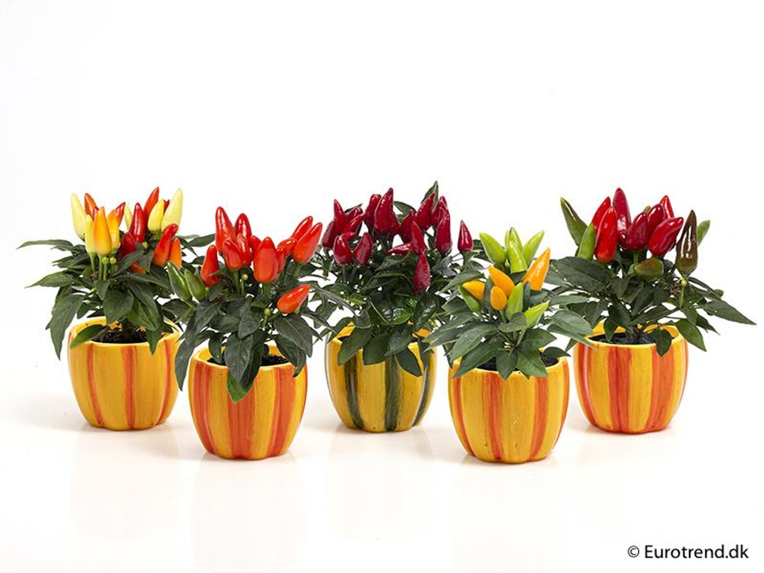 Capsicum annuum MIX — Plant Wholesale FlorAccess