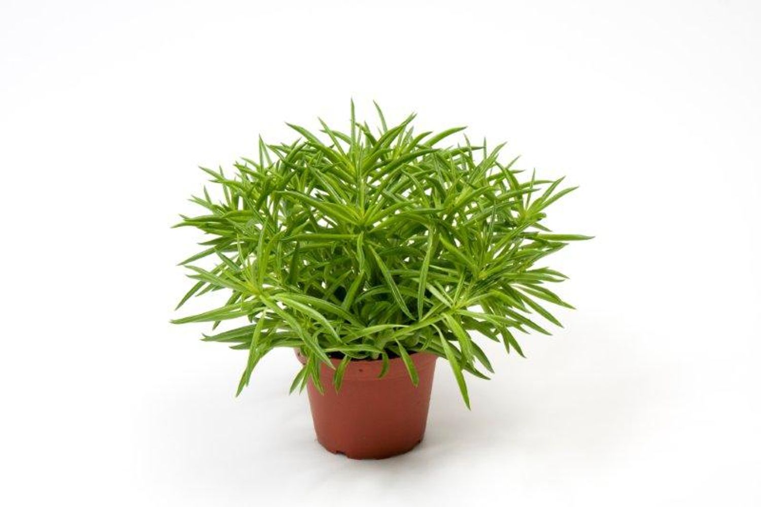 Peperomia ferreyrae 'Nevada' — Plant Wholesale FlorAccess