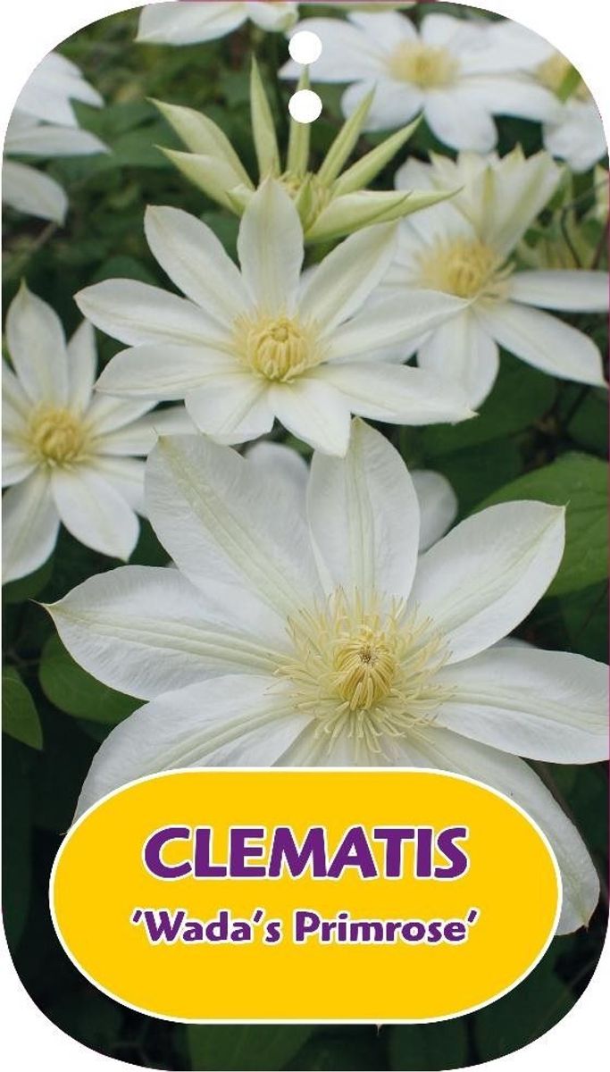 Clematis 'Wada's Primrose' (LL) — Plant Wholesale FlorAccess