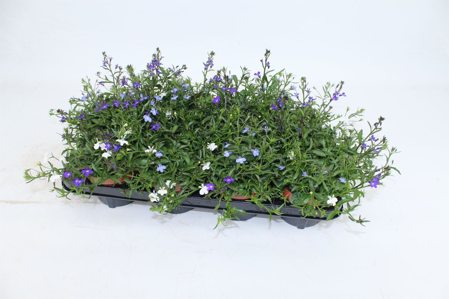 Lobelia MIX IN POT — Pflanzengroßhandel FlorAccess