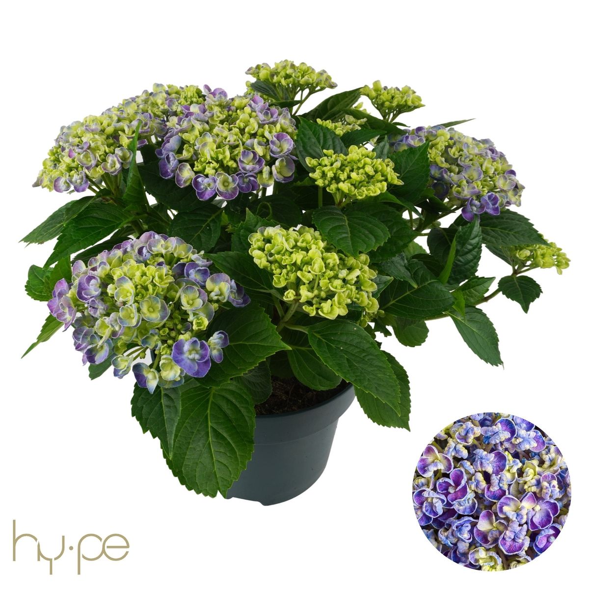 Hydrangea macrophylla CURLY WURLY BLUE — Plant Wholesale FlorAccess