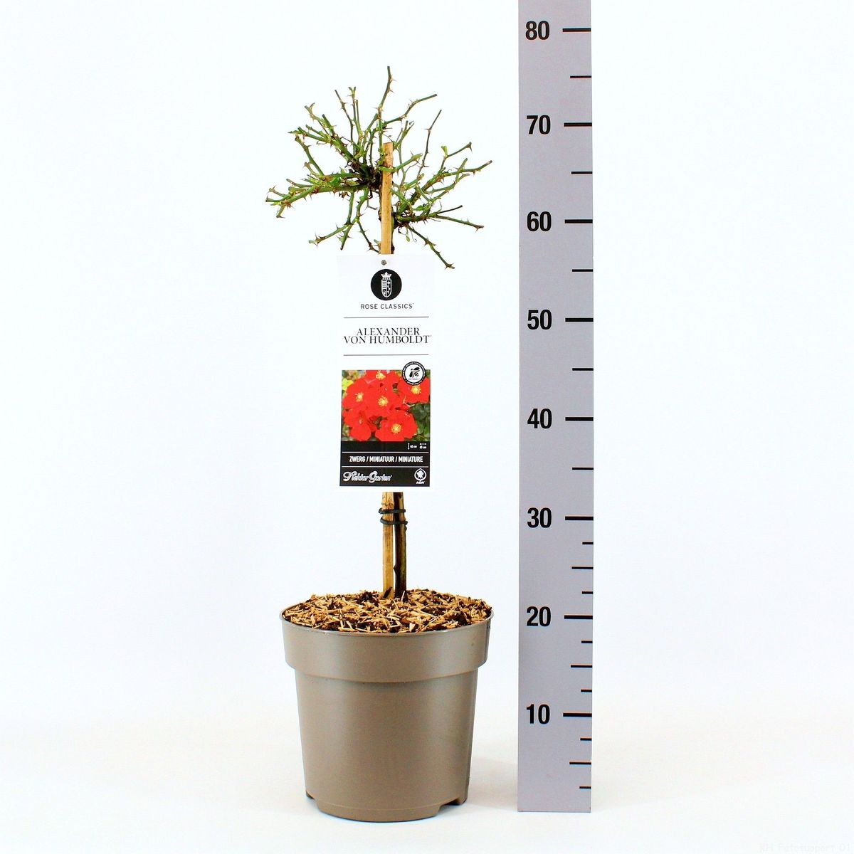 Rosa ALEXANDER VON HUMBOLDT — Plant Wholesale FlorAccess