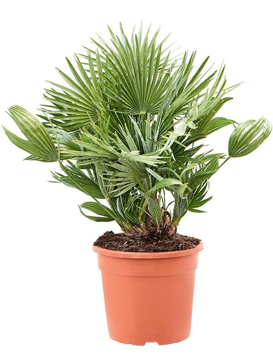 Chamaerops humilis 'Vulcano' — Plant Wholesale FlorAccess
