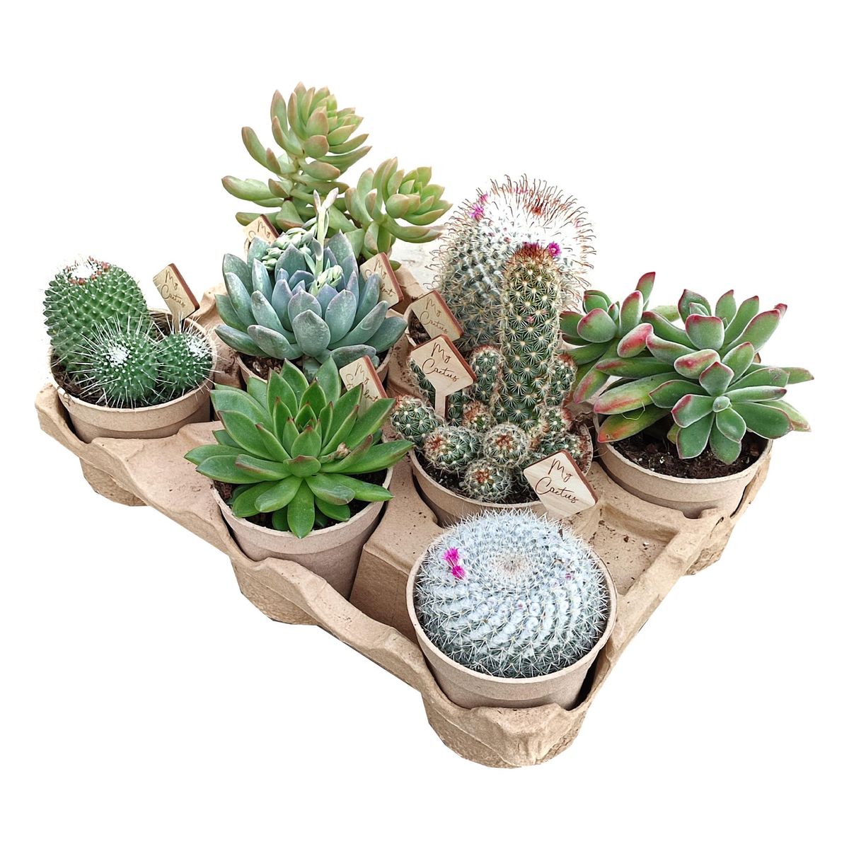 Cactus MIX — Plant Wholesale FlorAccess
