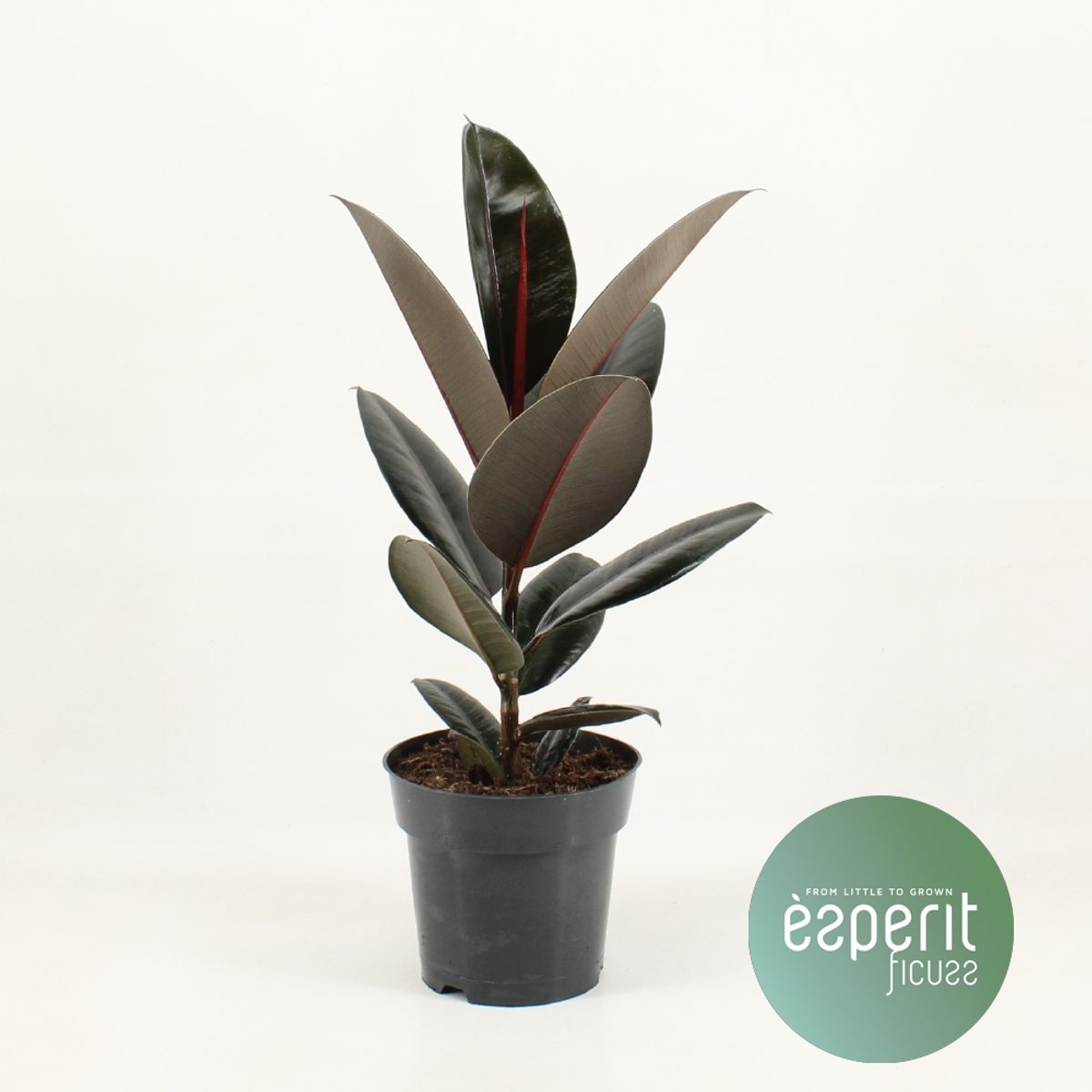 Ficus elastica 'Abidjan' — Plant Wholesale FlorAccess