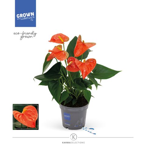 Anthurium KARMA ORANGE — Plant Wholesale FlorAccess
