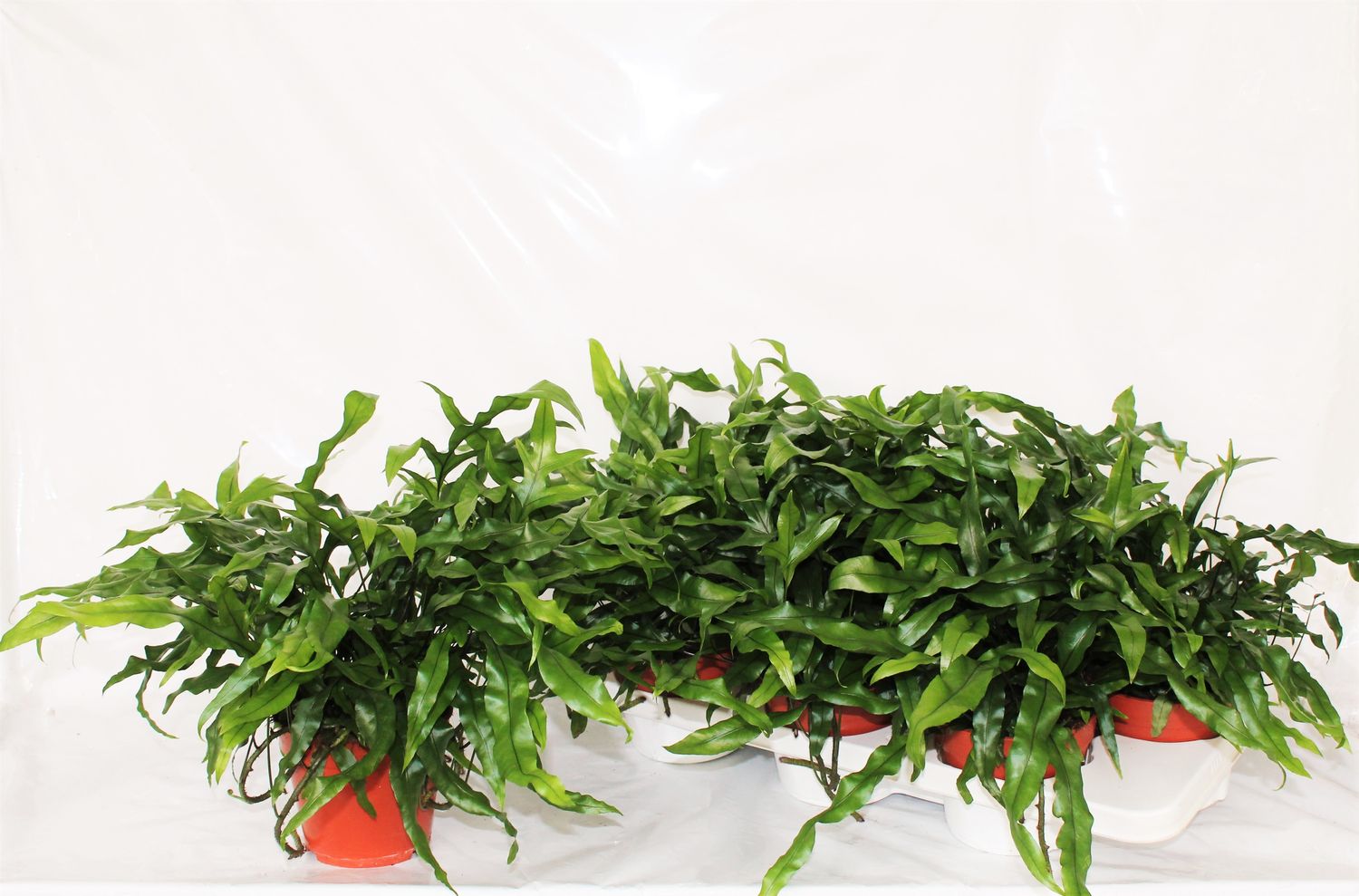 Microsorum diversifolium — Plant Wholesale FlorAccess