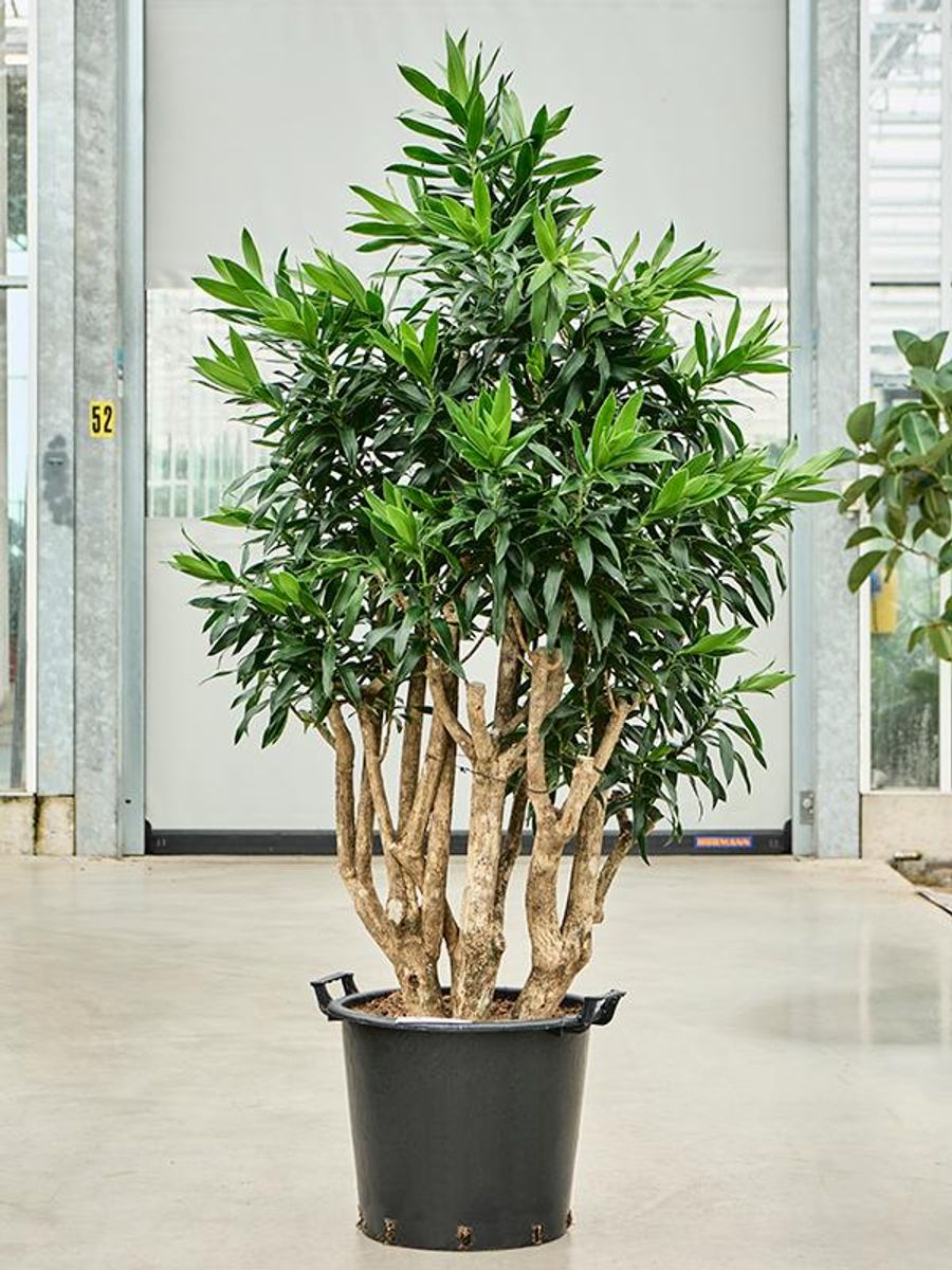 Dracaena reflexa — Plant Wholesale FlorAccess