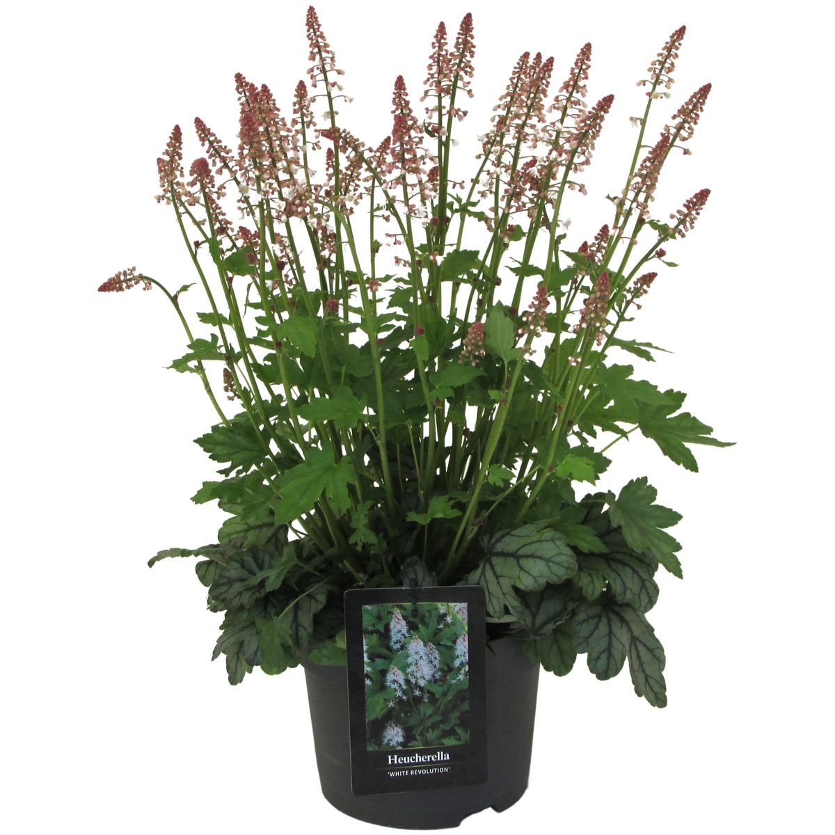 x Heucherella PINK REVOLUTION — Plant Wholesale FlorAccess