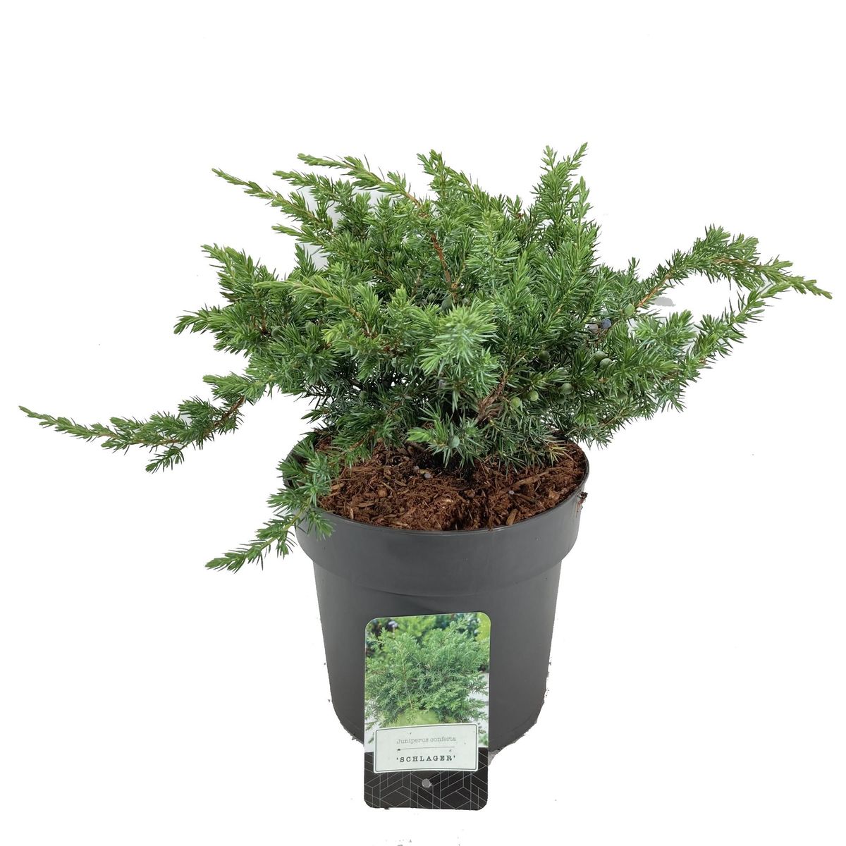 Juniperus conferta 'Schlager' — Plant Wholesale FlorAccess