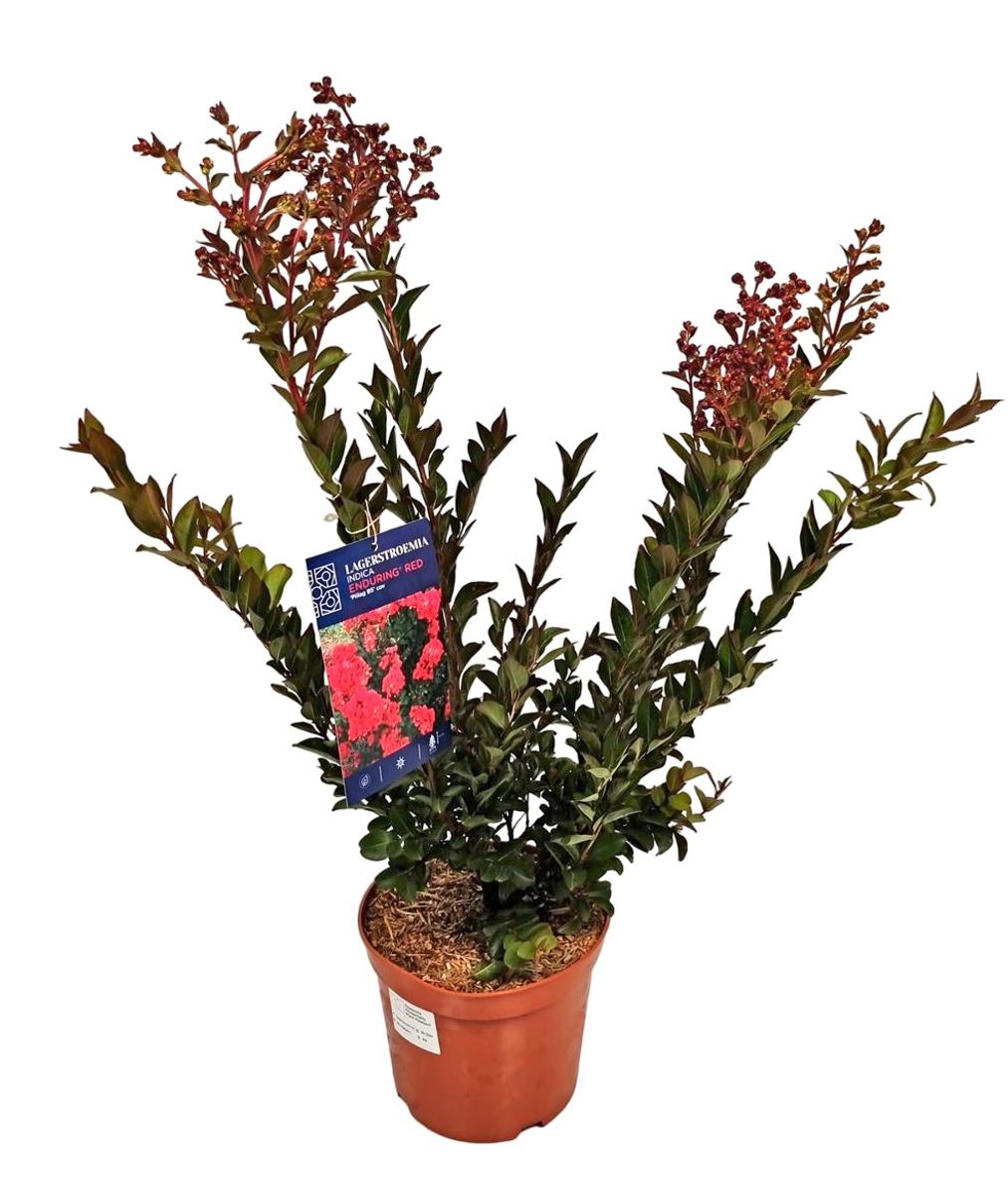 Lagerstroemia ENDURING SUMMER RED — Plant Wholesale FlorAccess