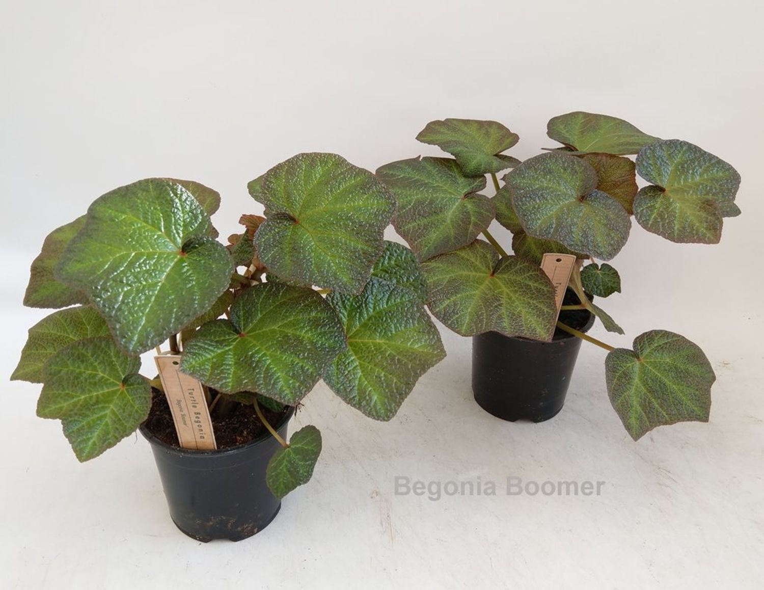Begonia 'Boomer' — Plant Wholesale FlorAccess