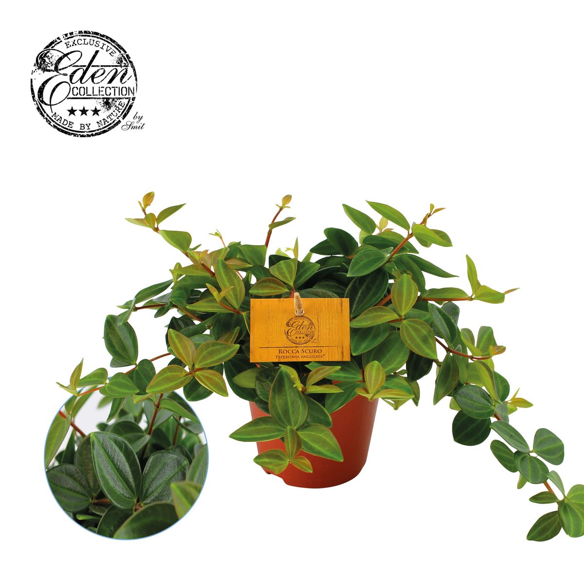 Peperomia angulata 'Rocca Scuro' — Plant Wholesale FlorAccess
