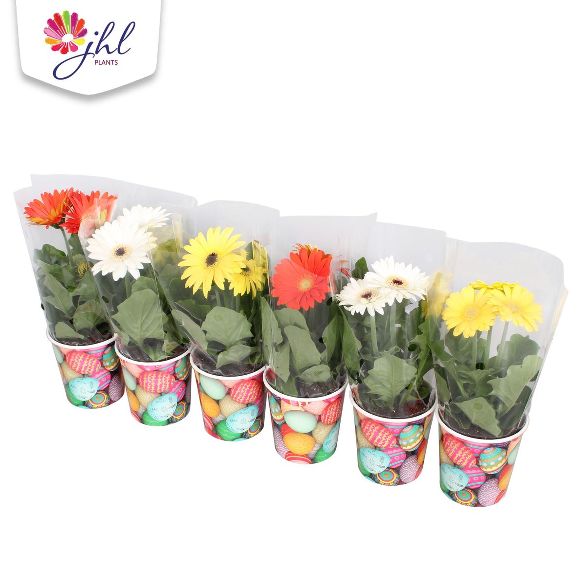 Gerbera MIX — Toptan Bitki Satışı FlorAccess