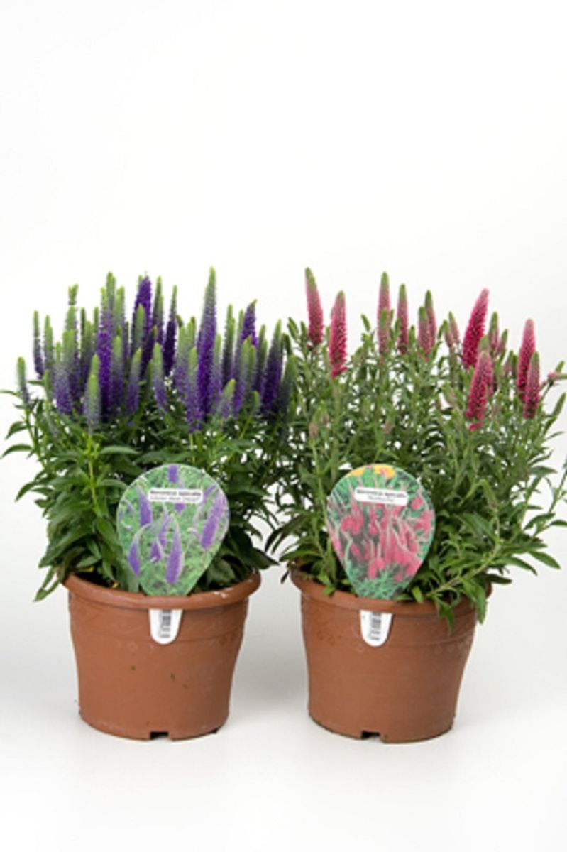 Veronica spicata MIX — Plant Wholesale FlorAccess